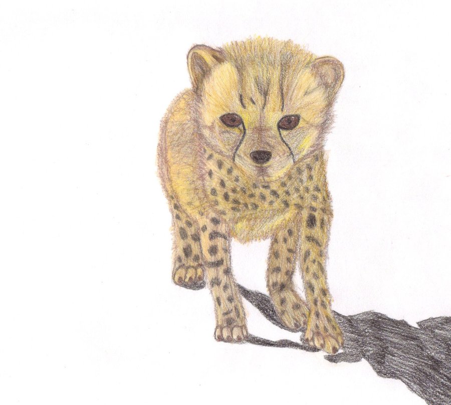 Baby Cheetah Drawing At GetDrawings Free Download Baby Cheetah Drawing At GetDrawings Free Download