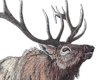 Bull Elk Drawing at GetDrawings | Free download