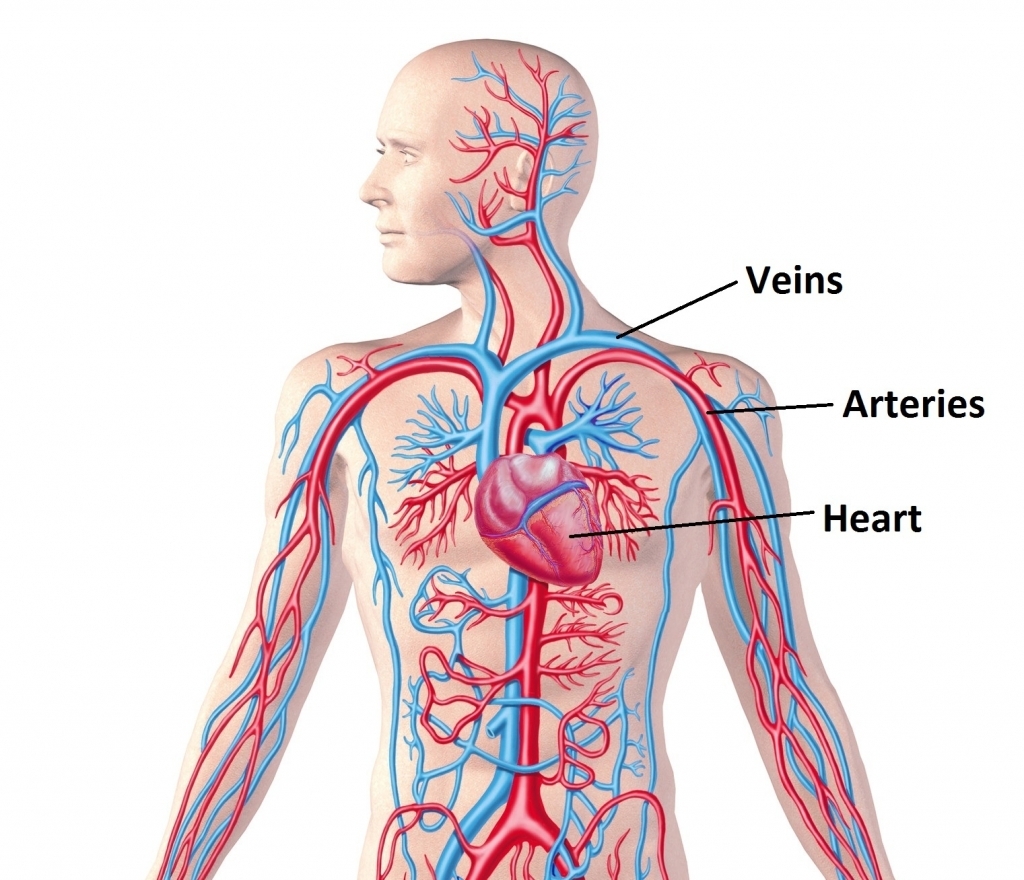 Cardiovascular System Drawing At GetDrawings Free Download Cardiovascular System Drawing At GetDrawings Free Download