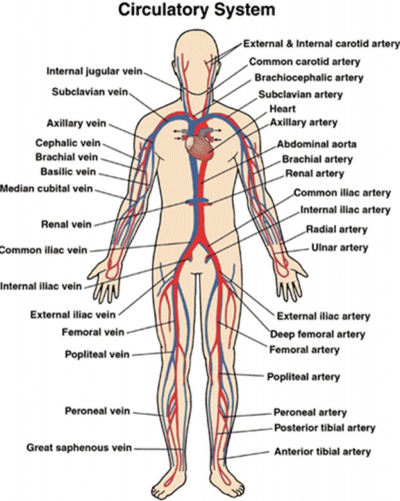 Circulatory System Drawing At GetDrawings Free Download Circulatory System Drawing At GetDrawings Free Download