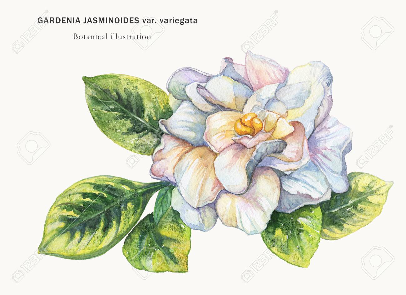 Gardenia Drawing At GetDrawings Free Download