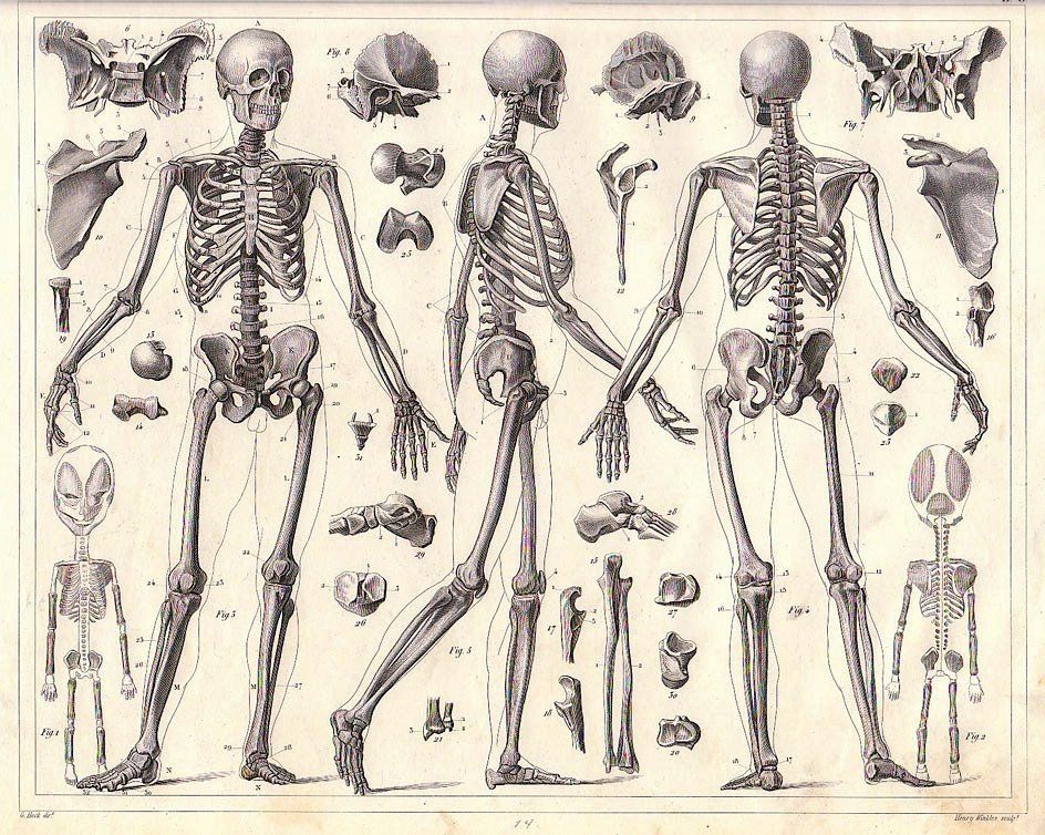 Human Skeleton Drawing At GetDrawings Free Download Human Skeleton Drawing At GetDrawings Free Download