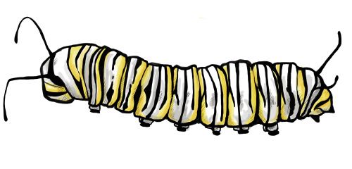 Monarch Caterpillar Drawing at GetDrawings | Free download