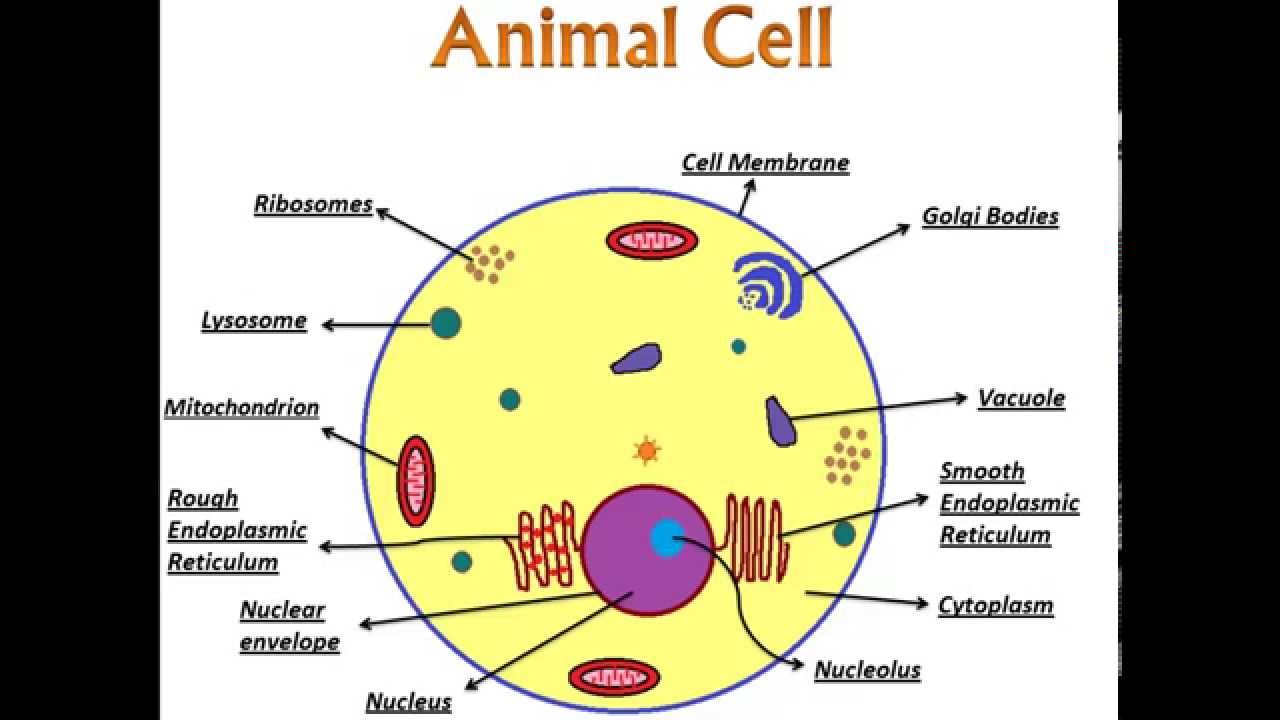 Simple Animal Cell Drawing At GetDrawings Free Download Simple Animal Cell Drawing At GetDrawings Free Download