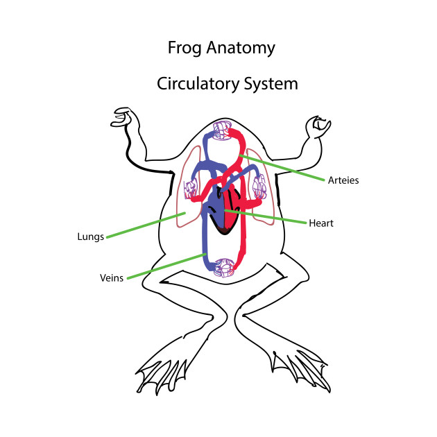 Circulatory System Drawing At GetDrawings Free Download Circulatory System Drawing At GetDrawings Free Download