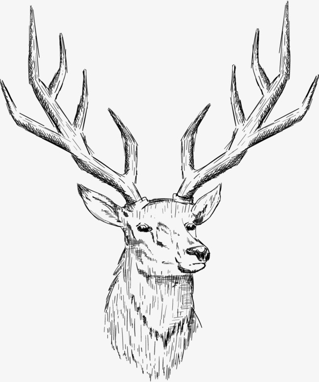 Easy Deer Head Drawing At GetDrawings Free Download Easy Deer Head Drawing At GetDrawings Free Download