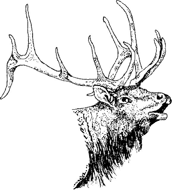 Elk Antler Drawing at GetDrawings.com | Free for personal use Elk Antler Drawing of your choice