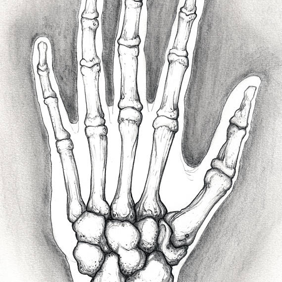 Hand Bone Drawing At GetDrawings Free Download Hand Bone Drawing At GetDrawings Free Download