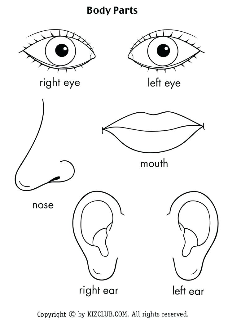 Human Body Parts Drawing At GetDrawings Free Download Human Body Parts Drawing At GetDrawings Free Download