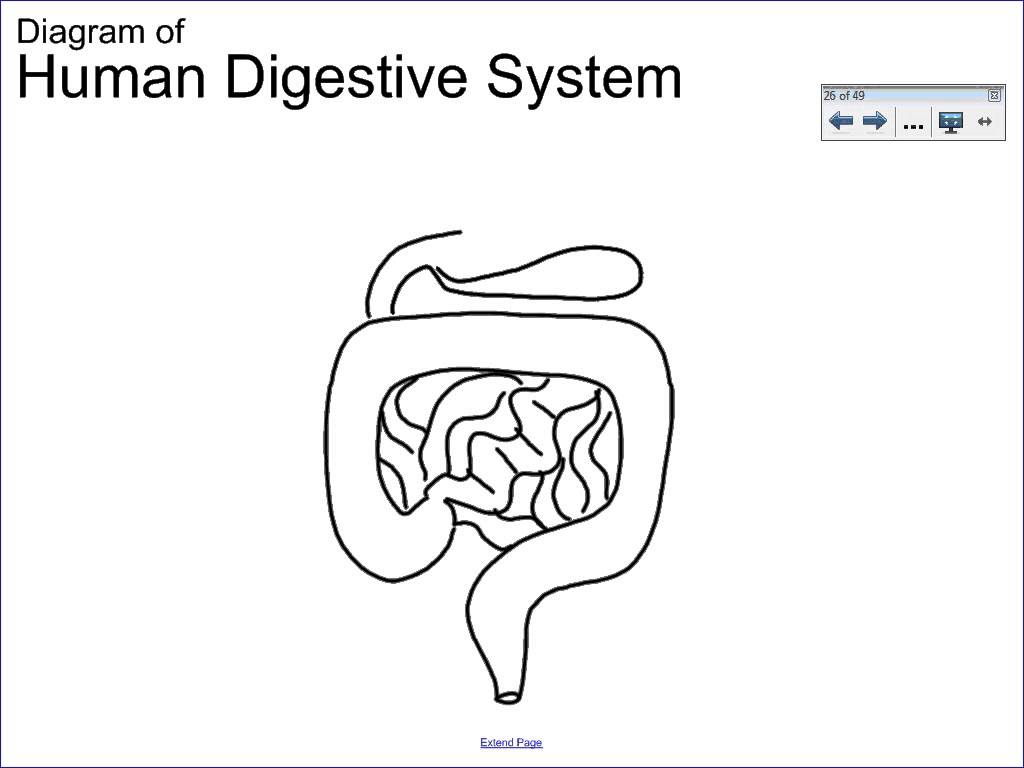 Sketch Of Human Digestive System At PaintingValley Explore Sketch Of Human Digestive System At PaintingValley Explore