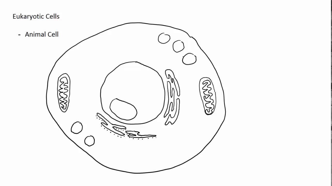Simple Animal Cell Drawing At GetDrawings Free Download Simple Animal Cell Drawing At GetDrawings Free Download