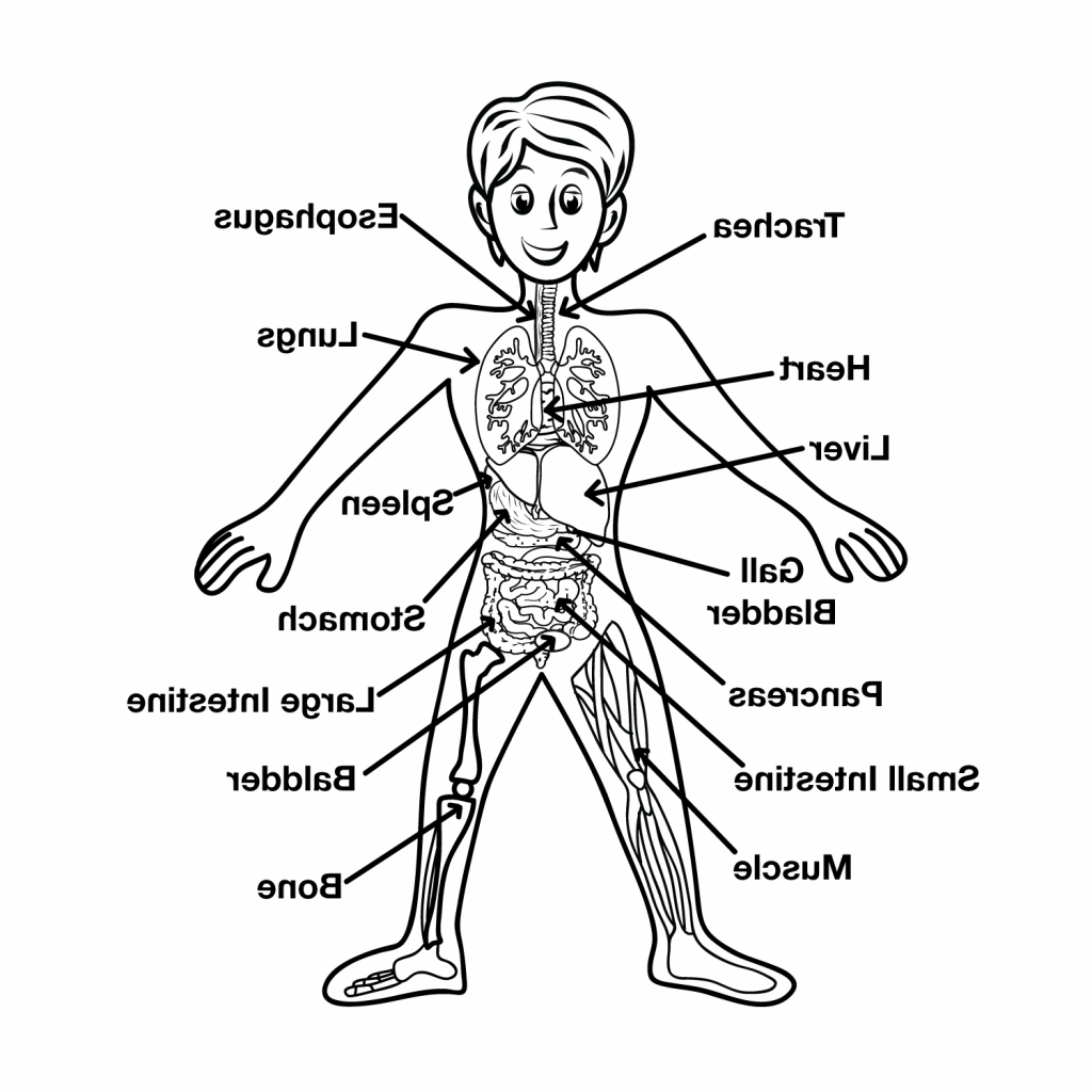 Skeletal System Drawing At GetDrawings Free Download Skeletal System Drawing At GetDrawings Free Download