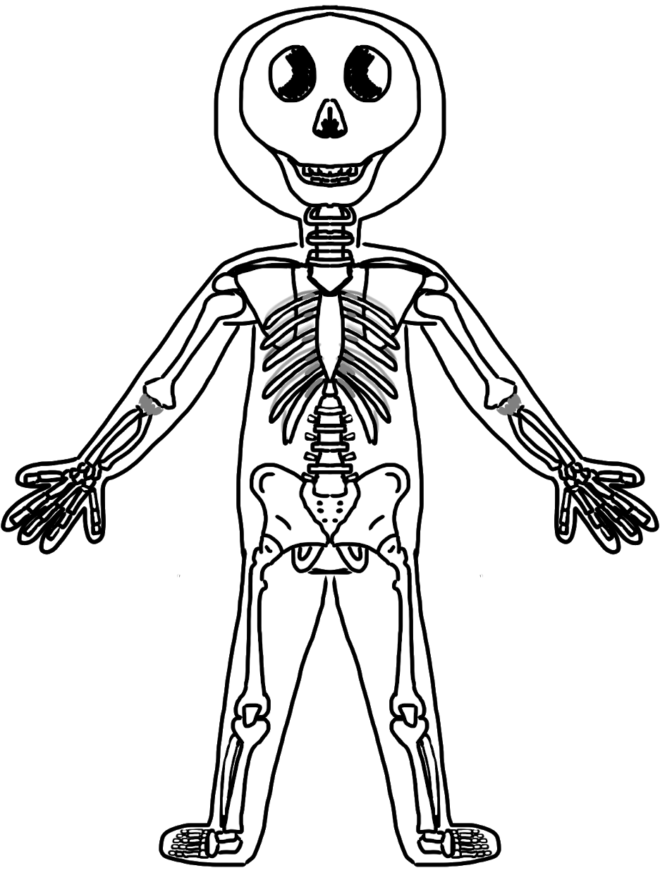 Skeletal System Drawing At GetDrawings Free Download Skeletal System Drawing At GetDrawings Free Download