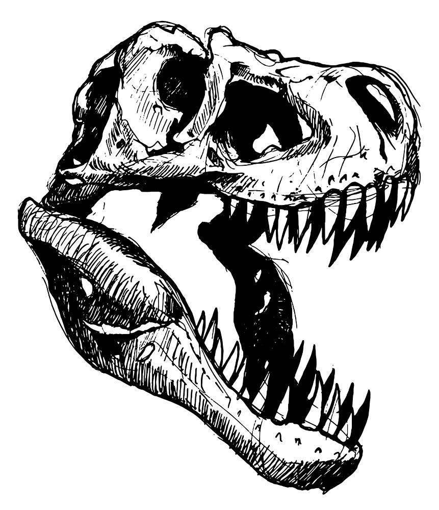 T Rex Skull Drawing At GetDrawings Free Download