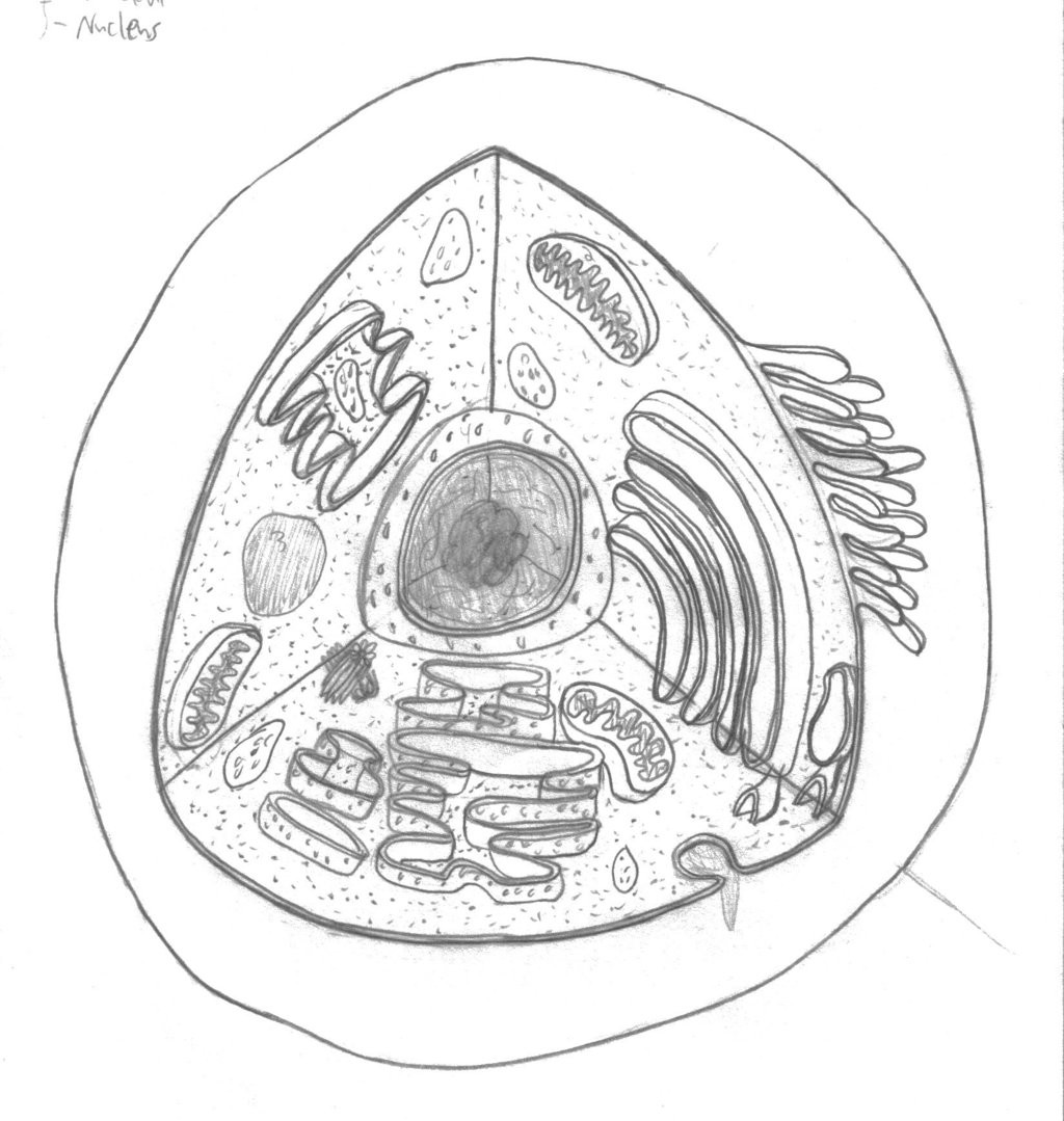 Cell Cycle Drawing At GetDrawings Free Download