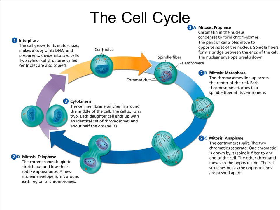 Cell Cycle Drawing At GetDrawings Free Download