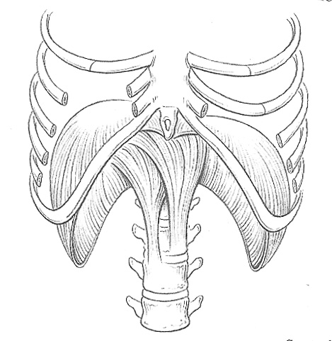 Diaphragm Anatomy Surgical Trigone Sketch Coloring Page Diaphragm Anatomy Surgical Trigone Sketch Coloring Page