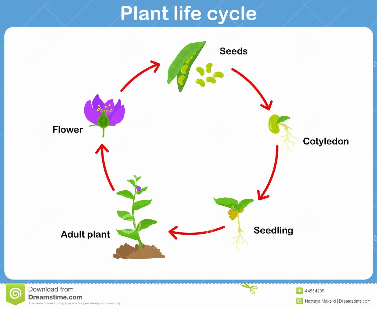 Plant Life Cycle Drawing At GetDrawings Free Download