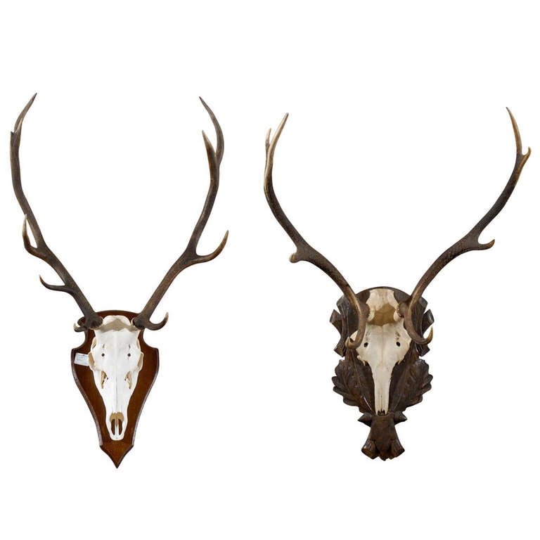 Elk Antler Drawing at GetDrawings | Free download