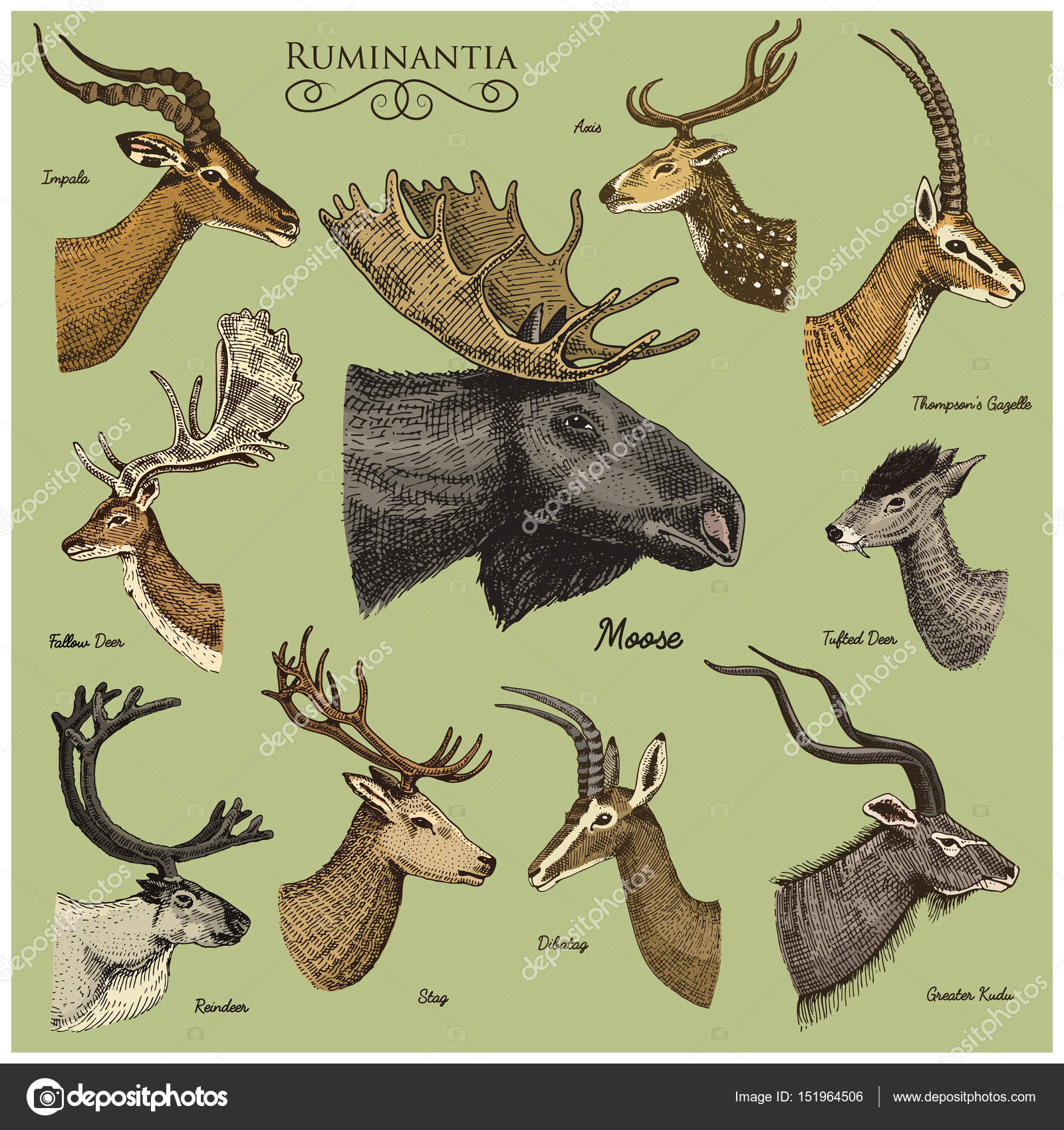 Elk Antlers Drawing at GetDrawings | Free download