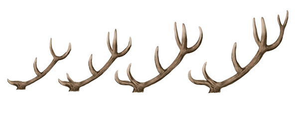 Elk Antlers Drawing at GetDrawings | Free download