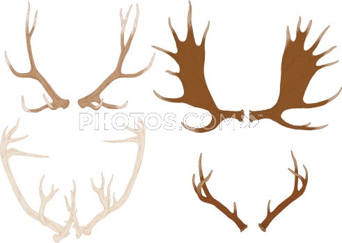 Elk Antlers Drawing at GetDrawings | Free download