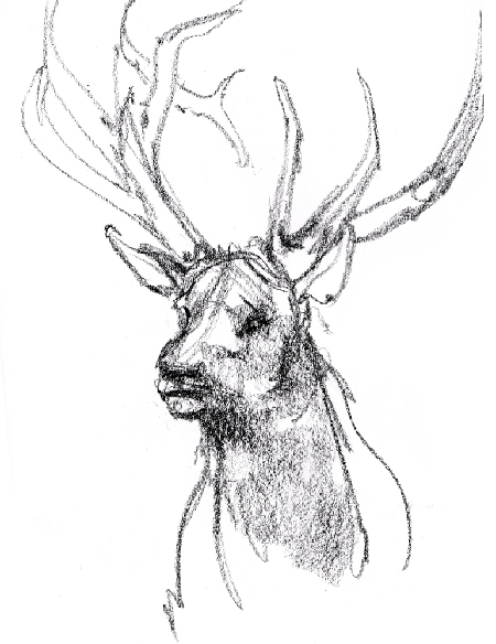 Elk Pencil Drawing at GetDrawings | Free download