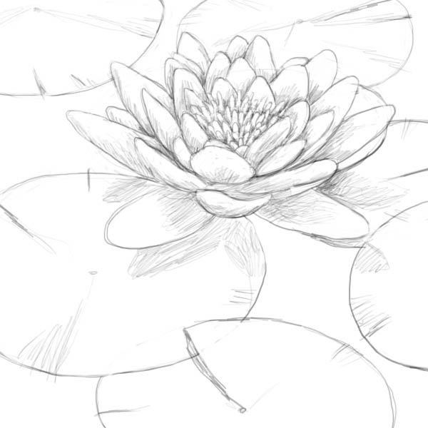 Lily Pad Flower Drawing At GetDrawings Free Download Lily Pad Flower Drawing At GetDrawings Free Download