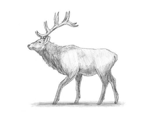 Elk Line Drawing at GetDrawings | Free download